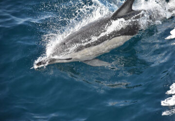 Cape May Magazine – For when you want that Cape May state of mind.