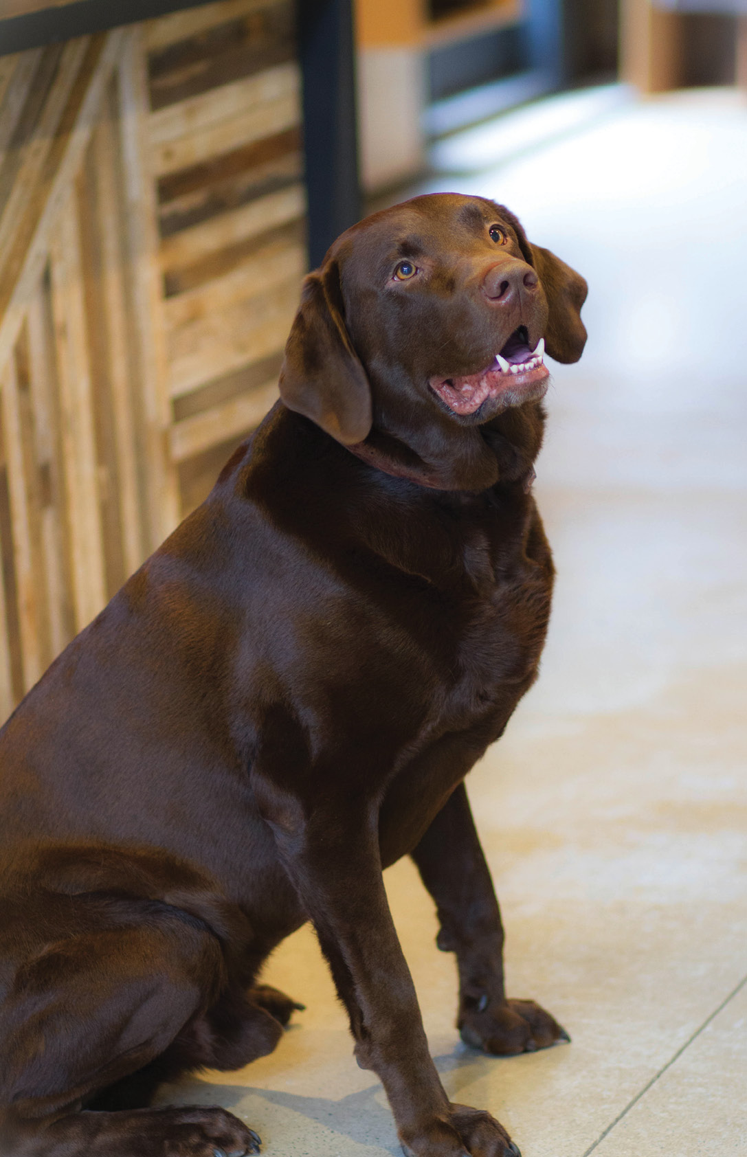 Working Dogs of Cape May – Cape May Magazine
