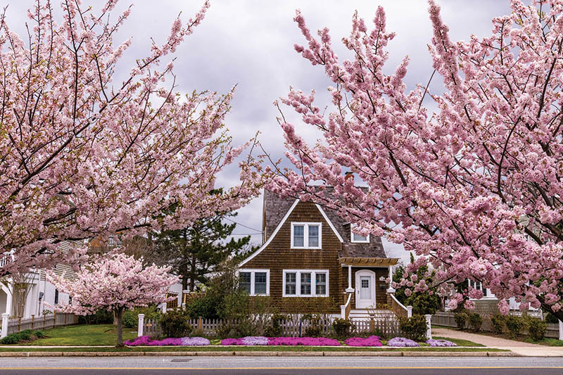 Cape May Magazine – Life in America's oldest seaside resort